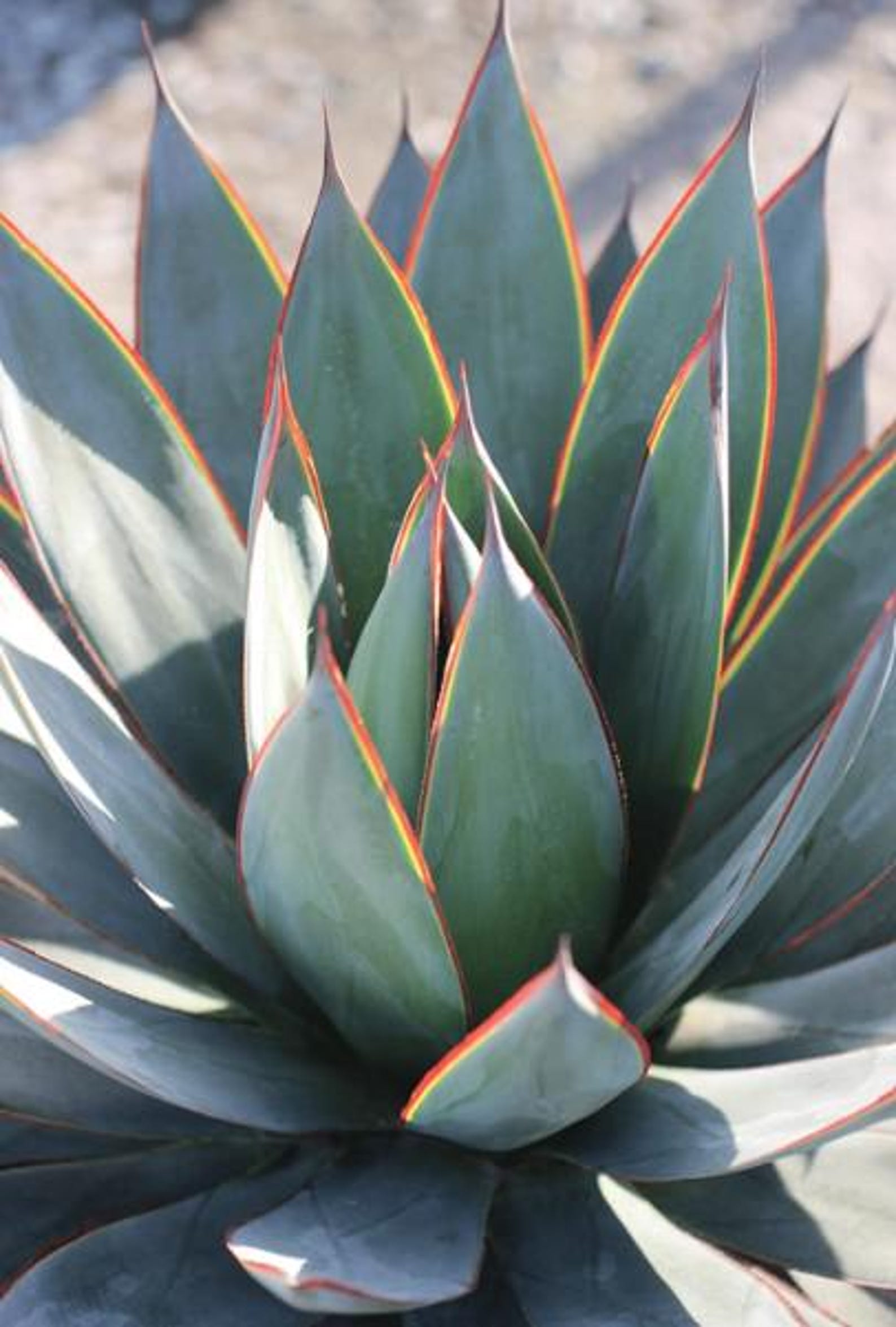 Agave 'blue Glow' – Rare Succulent | Drought-tolerant | Striking Blue ...