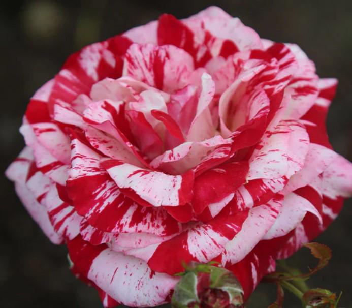 RARE - Rock & Roll Rose - A Bold, Show-stopping Bloom! - Etsy