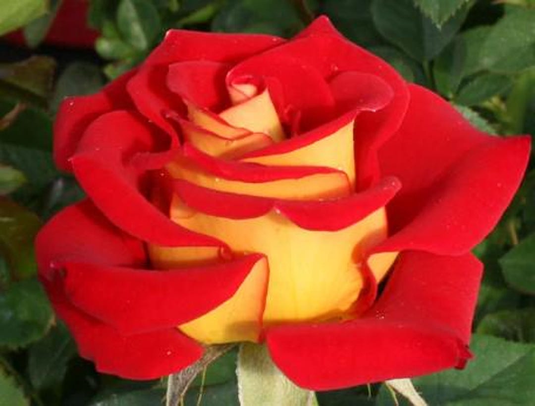 Ketchup and Mustard Rose Bush – Bold Bi-color Blooms! | Live Rose Plant ...