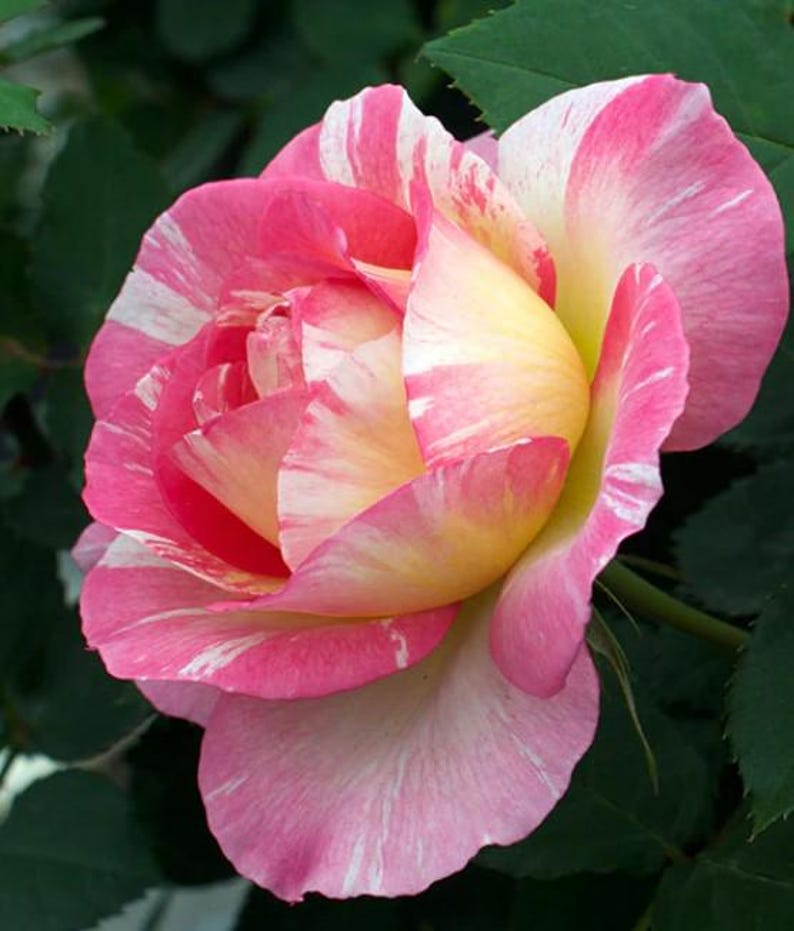 Marc Chagall Live Rose Plant | Unique Pink-cream Blooms | Rare Garden ...