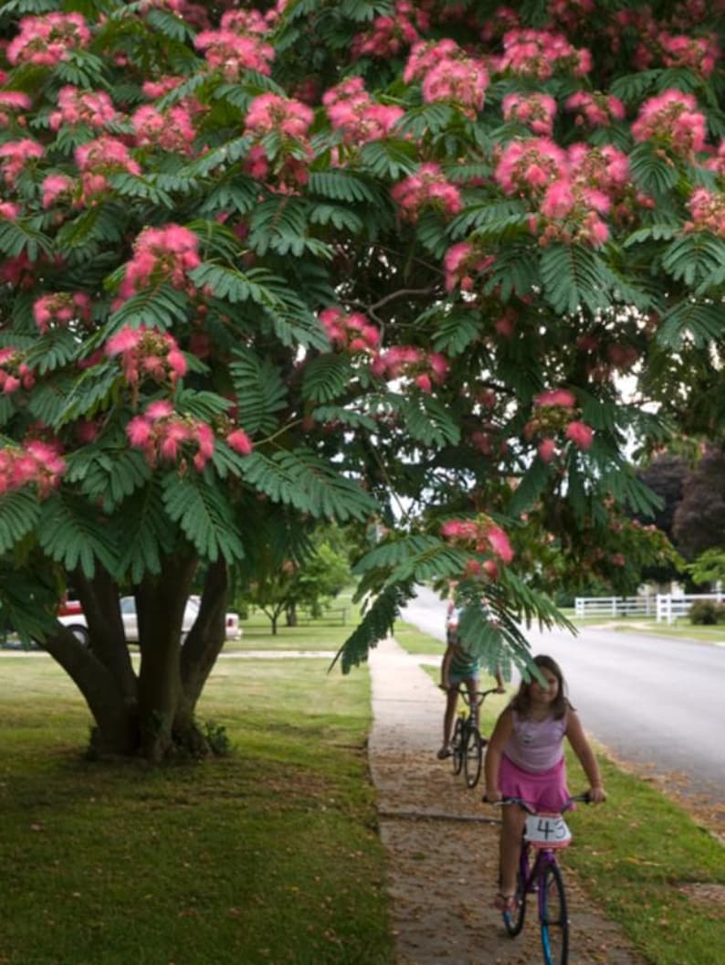 5 Mimosa Tree Seeds | Fast-growing Pink Silk Tree | Albizia Julibrissin ...