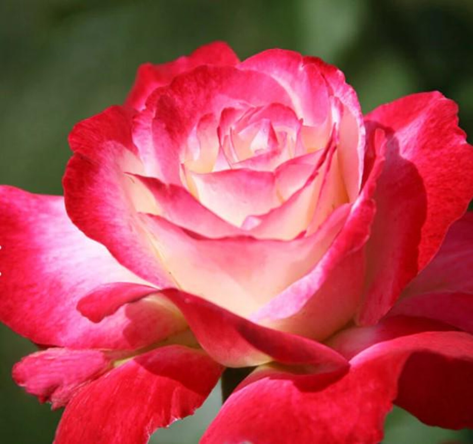 Double Delight Rose - Hard to Find! - A Classic Beauty With a Twist! - Etsy