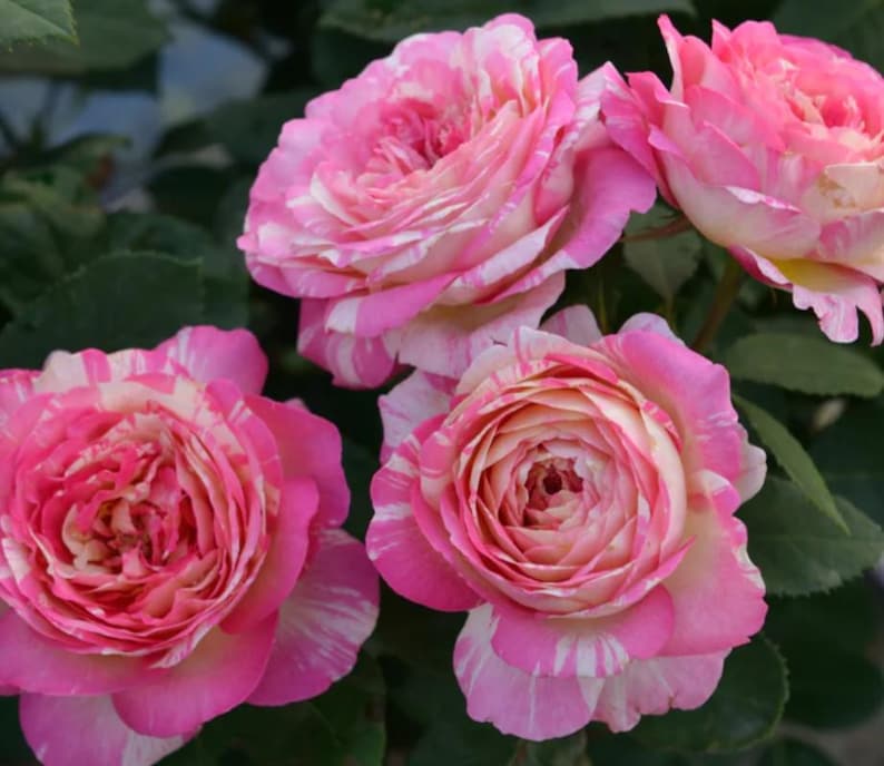 Marc Chagall Live Rose Plant | Unique Pink-cream Blooms | Rare Garden ...