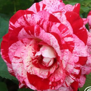 RARE - Rock & Roll Rose - A Bold, Show-stopping Bloom! - Etsy
