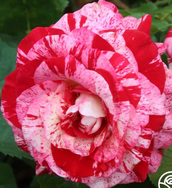 RARE - Rock & Roll Rose - A Bold, Show-stopping Bloom! - Etsy