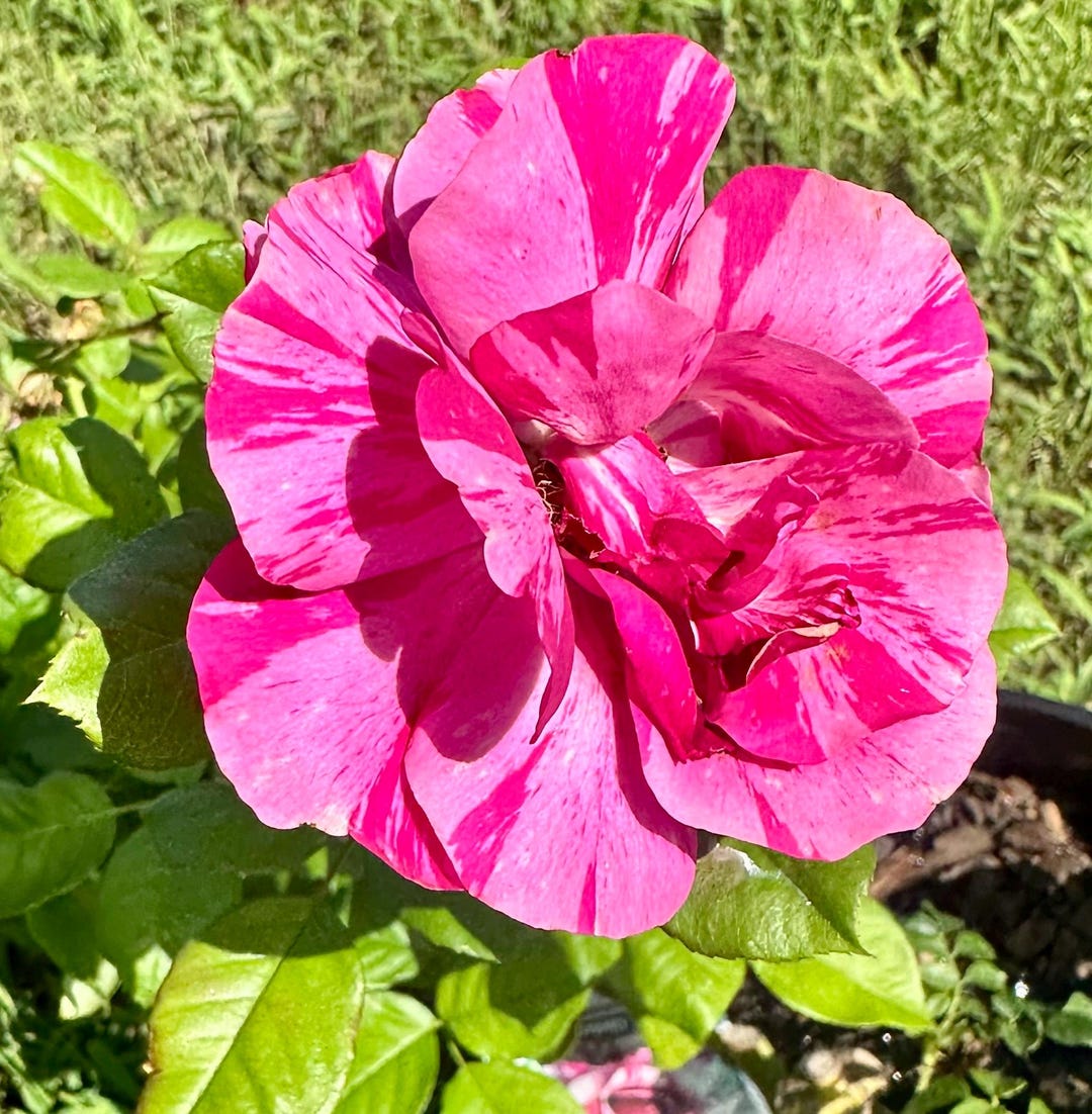 Fly so High Climbing Rose | Fragrant Climbing Rose | Live Rose Bush for ...