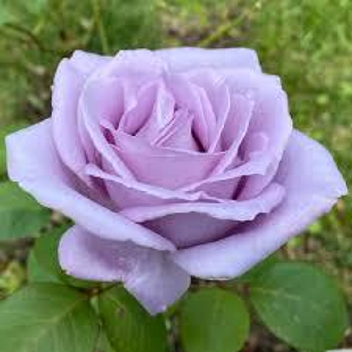 RARE Blue Girl Hybrid Tea Rose Plant - A Must Have to Your Garden! - Etsy