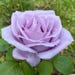 RARE Blue Girl Hybrid Tea Rose Plant - A Must Have to Your Garden! - Etsy