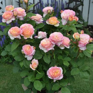 Marc Chagall Live Rose Plant | Unique Pink-cream Blooms | Rare Garden ...
