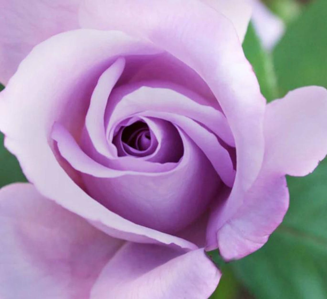 RARE Blue Girl Hybrid Tea Rose Plant - A Must Have to Your Garden! - Etsy