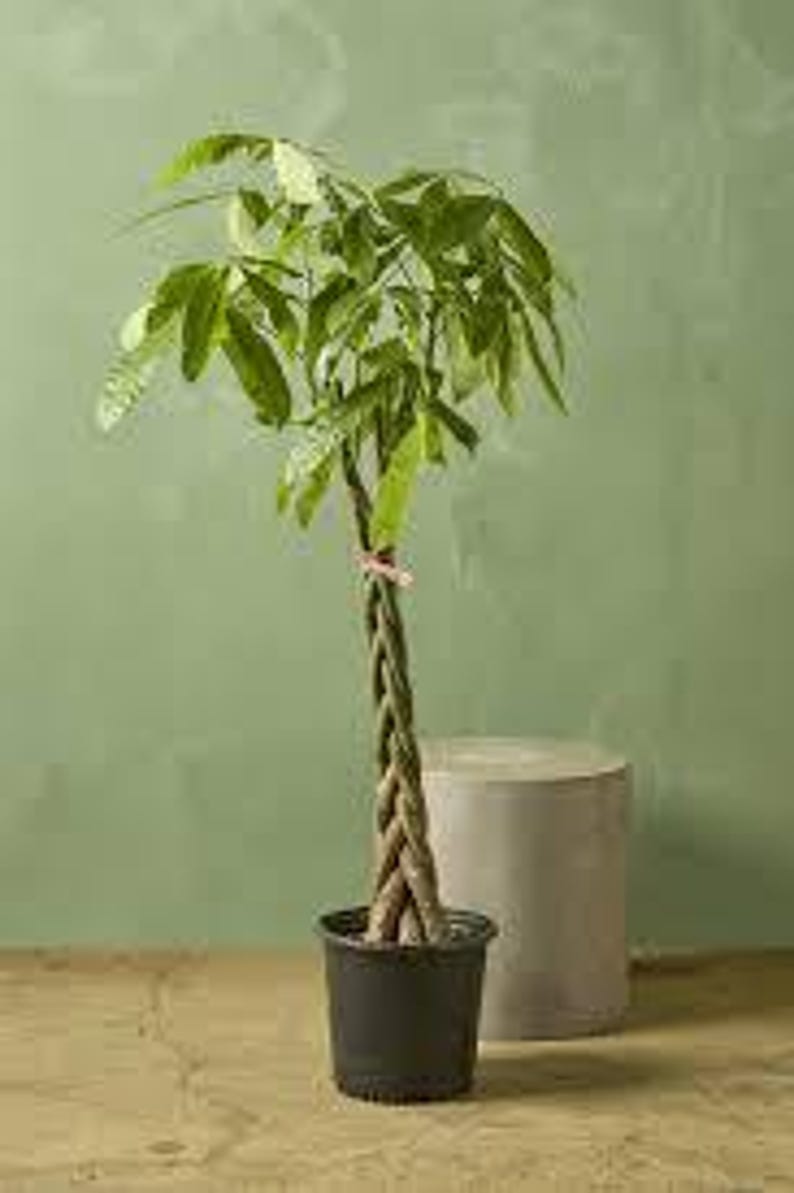 Money Tree | Desk Plant | Symbol of Prosperity | Easy-care Gift Plant ...