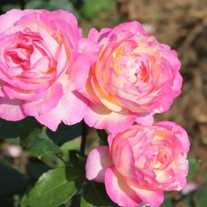 Marc Chagall Live Rose Plant | Unique Pink-cream Blooms | Rare Garden ...