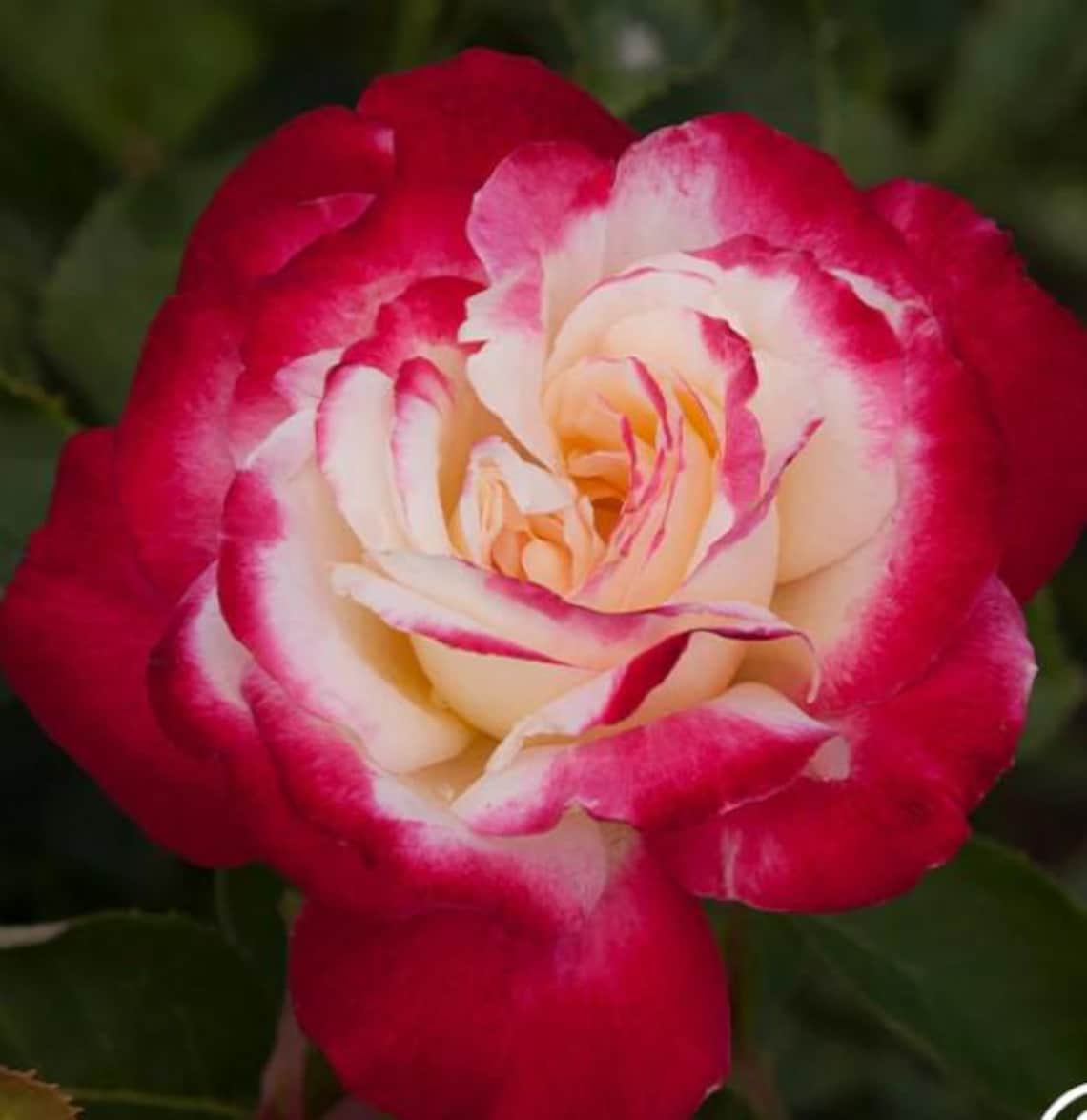 Double Delight Rose - Hard to Find! - A Classic Beauty With a Twist! - Etsy