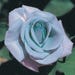 RARE Blue Girl Hybrid Tea Rose Plant - A Must Have to Your Garden! - Etsy