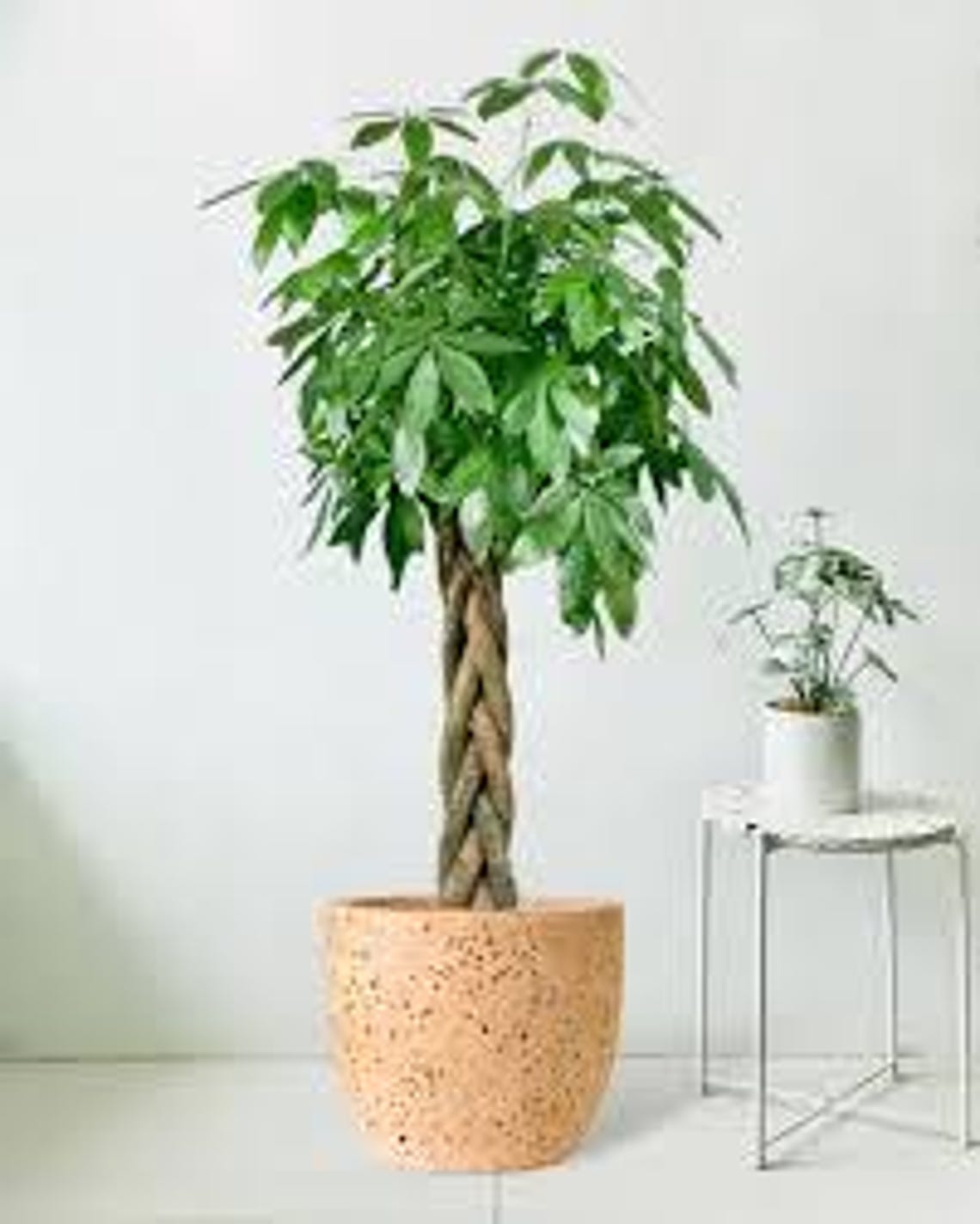 Money Tree | Desk Plant | Symbol of Prosperity | Easy-care Gift Plant ...
