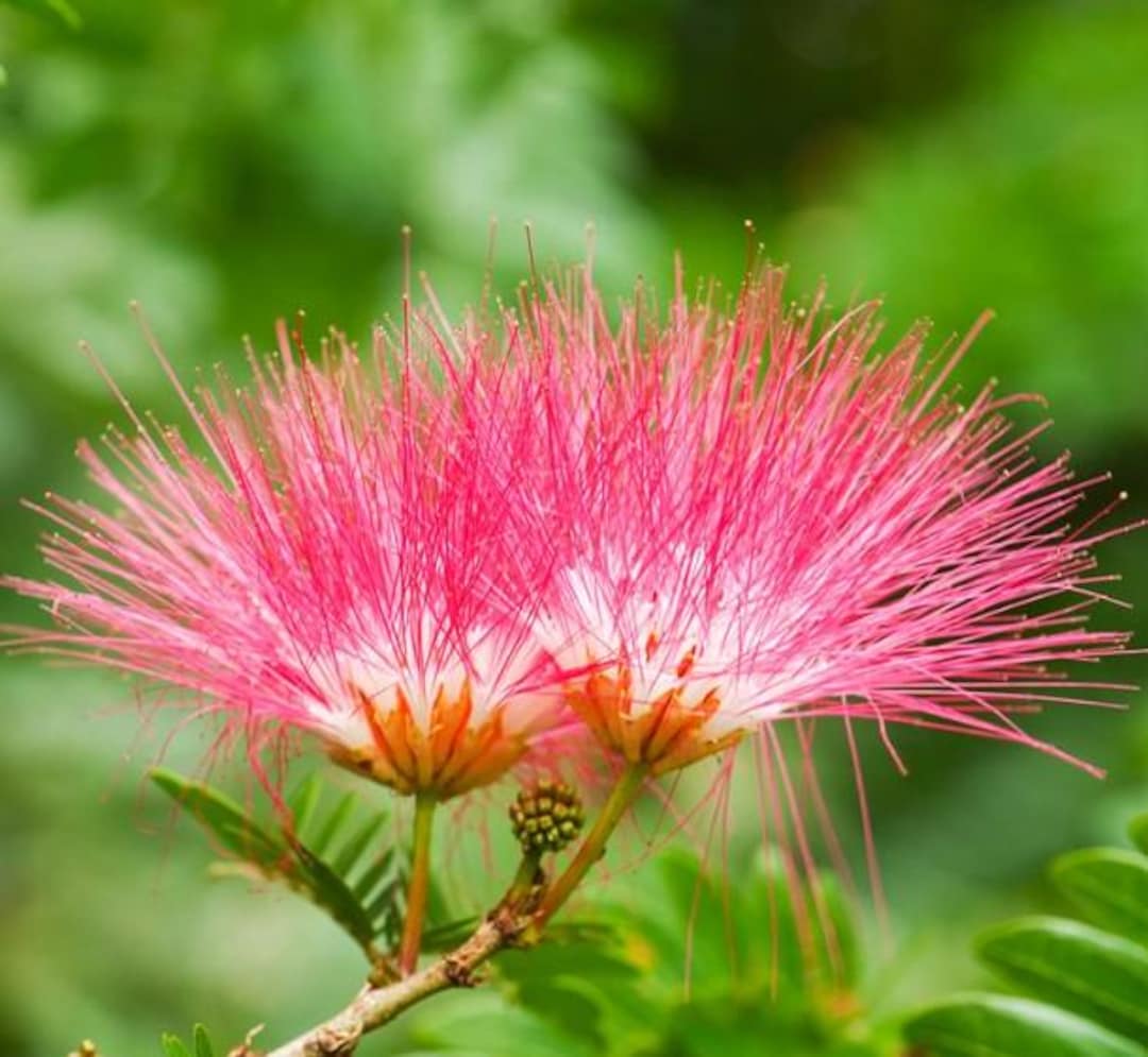 5 Mimosa Tree Seeds | Fast-growing Pink Silk Tree | Albizia Julibrissin ...