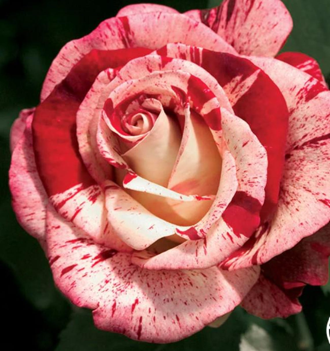 RARE - Rock & Roll Rose - A Bold, Show-stopping Bloom! - Etsy