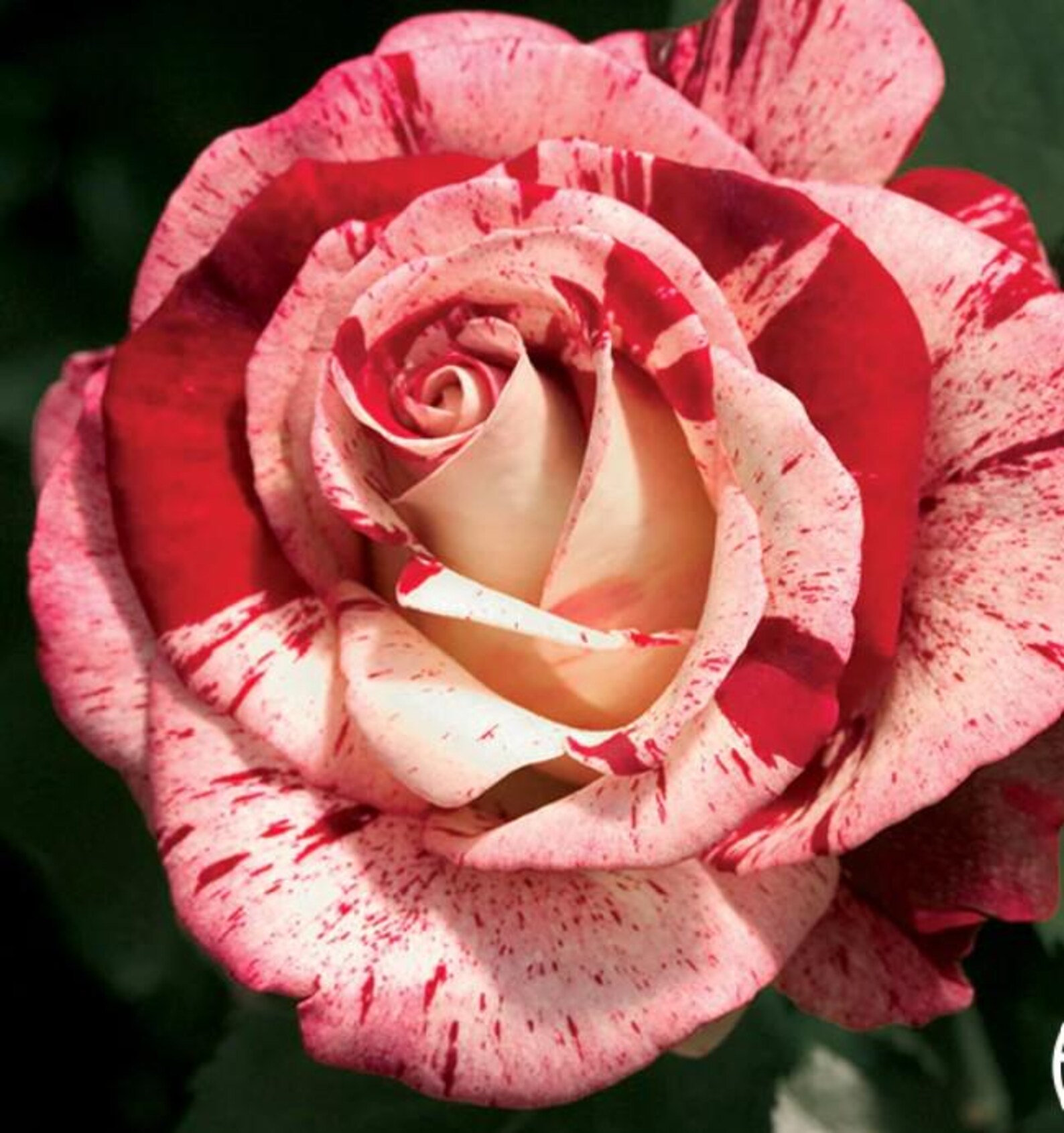 RARE - Rock & Roll Rose - A Bold, Show-stopping Bloom! - Etsy