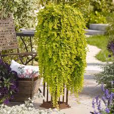 Creeping Jenny | Trailing Groundcover Plant | BEAUTIFUL & ELEGANT ...