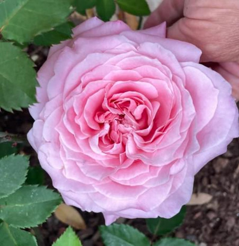 Belinda’s Dream Shrub Rose | Texas Tough Rose | Live Plant With ...