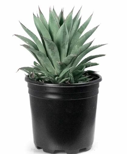 Agave 'blue Glow' – Rare Succulent | Drought-tolerant | Striking Blue ...