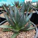 Agave 'blue Glow' – Rare Succulent | Drought-tolerant | Striking Blue ...