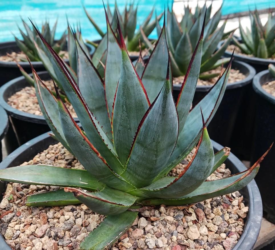 Agave 'blue Glow' – Rare Succulent | Drought-tolerant | Striking Blue ...
