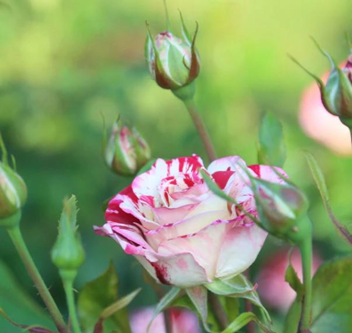 RARE - Rock & Roll Rose - A Bold, Show-stopping Bloom! - Etsy