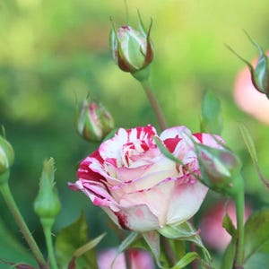 RARE - Rock & Roll Rose - A Bold, Show-stopping Bloom! - Etsy