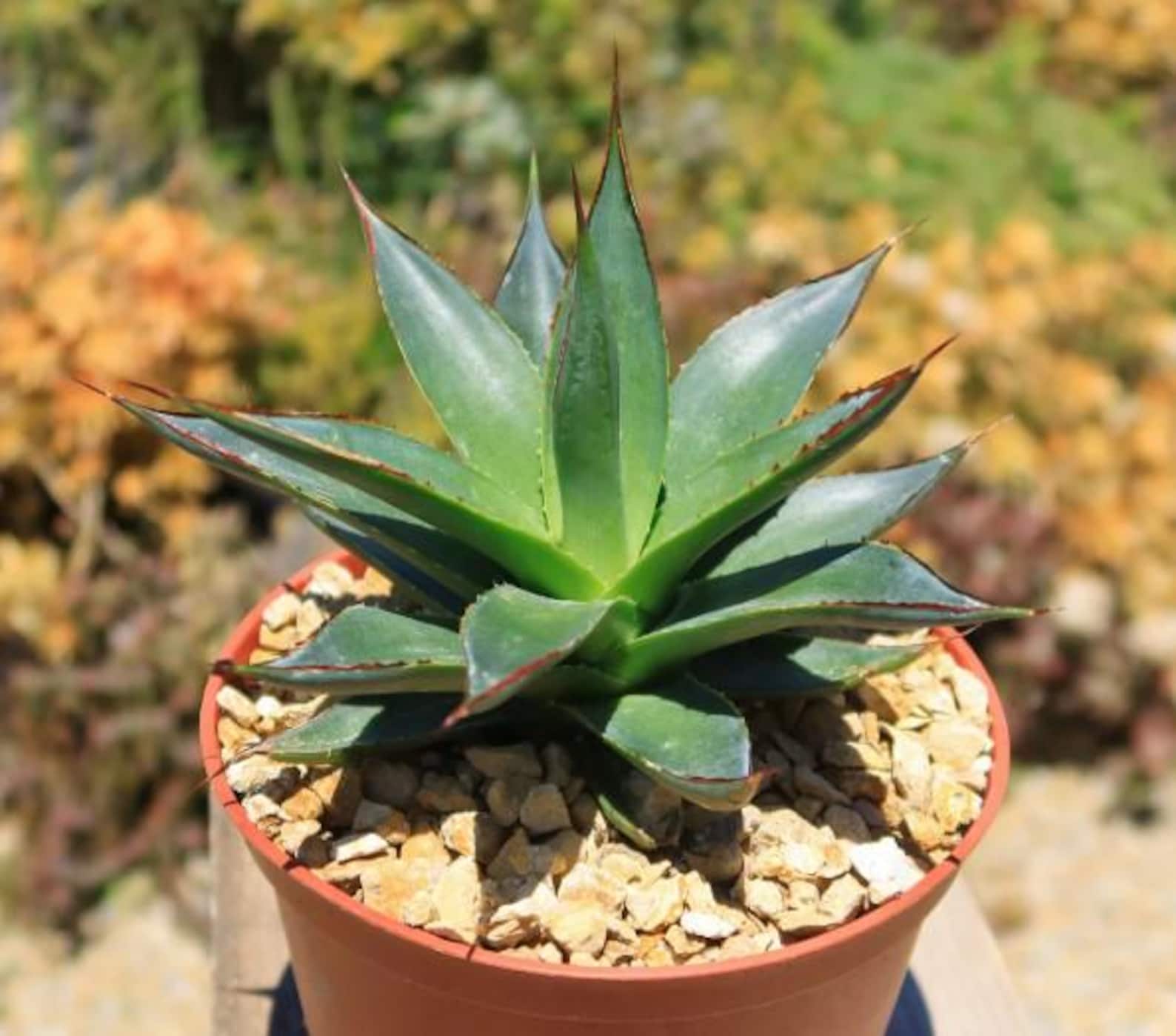 Agave 'blue Glow' – Rare Succulent | Drought-tolerant | Striking Blue ...
