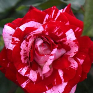 RARE - Rock & Roll Rose - A Bold, Show-stopping Bloom! - Etsy