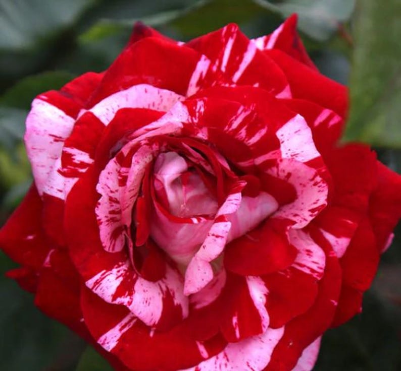 RARE - Rock & Roll Rose - A Bold, Show-stopping Bloom! - Etsy
