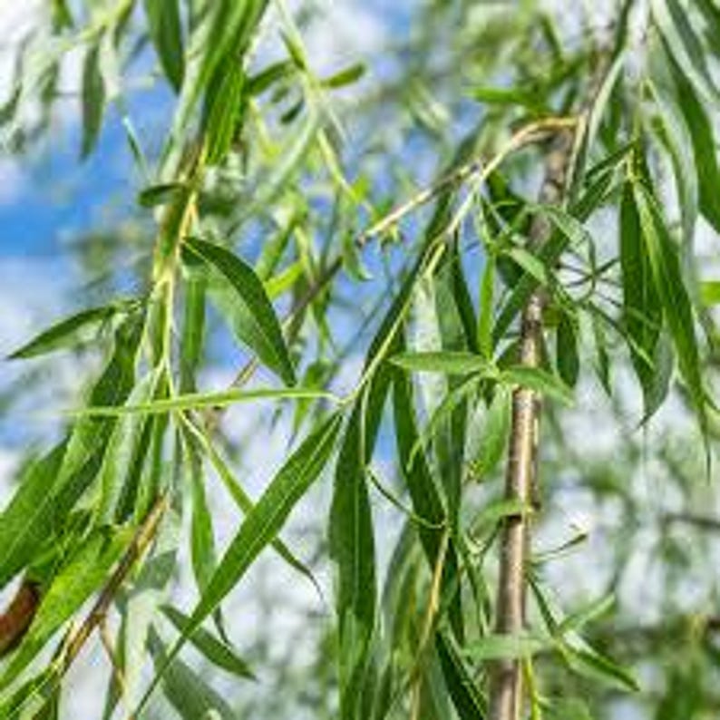 Graceful Weeping Willow Tree Starter Plant (8-12") – Elegant ...