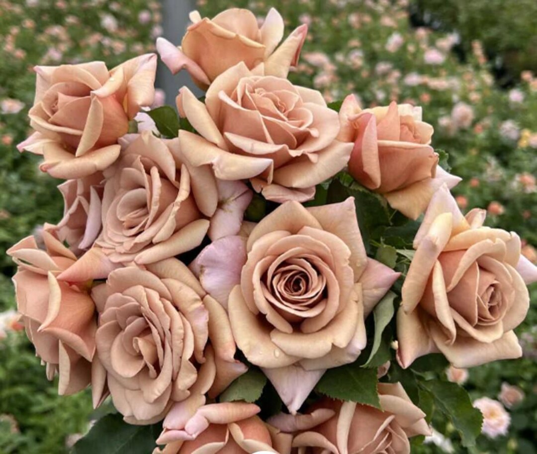 RARE - Koko Loco Rose Bush - Uniquely Beautiful, Unbelievably Stunning ...