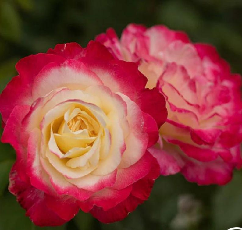 Double Delight Rose - Hard to Find! - A Classic Beauty With a Twist! - Etsy