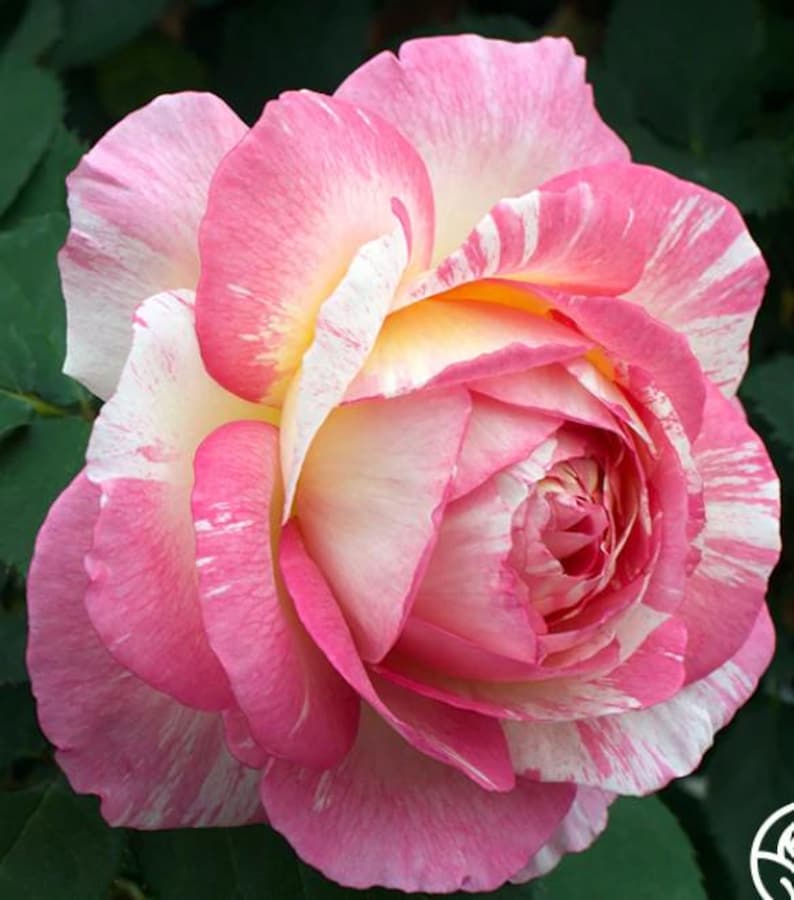 Marc Chagall Live Rose Plant | Unique Pink-cream Blooms | Rare Garden ...