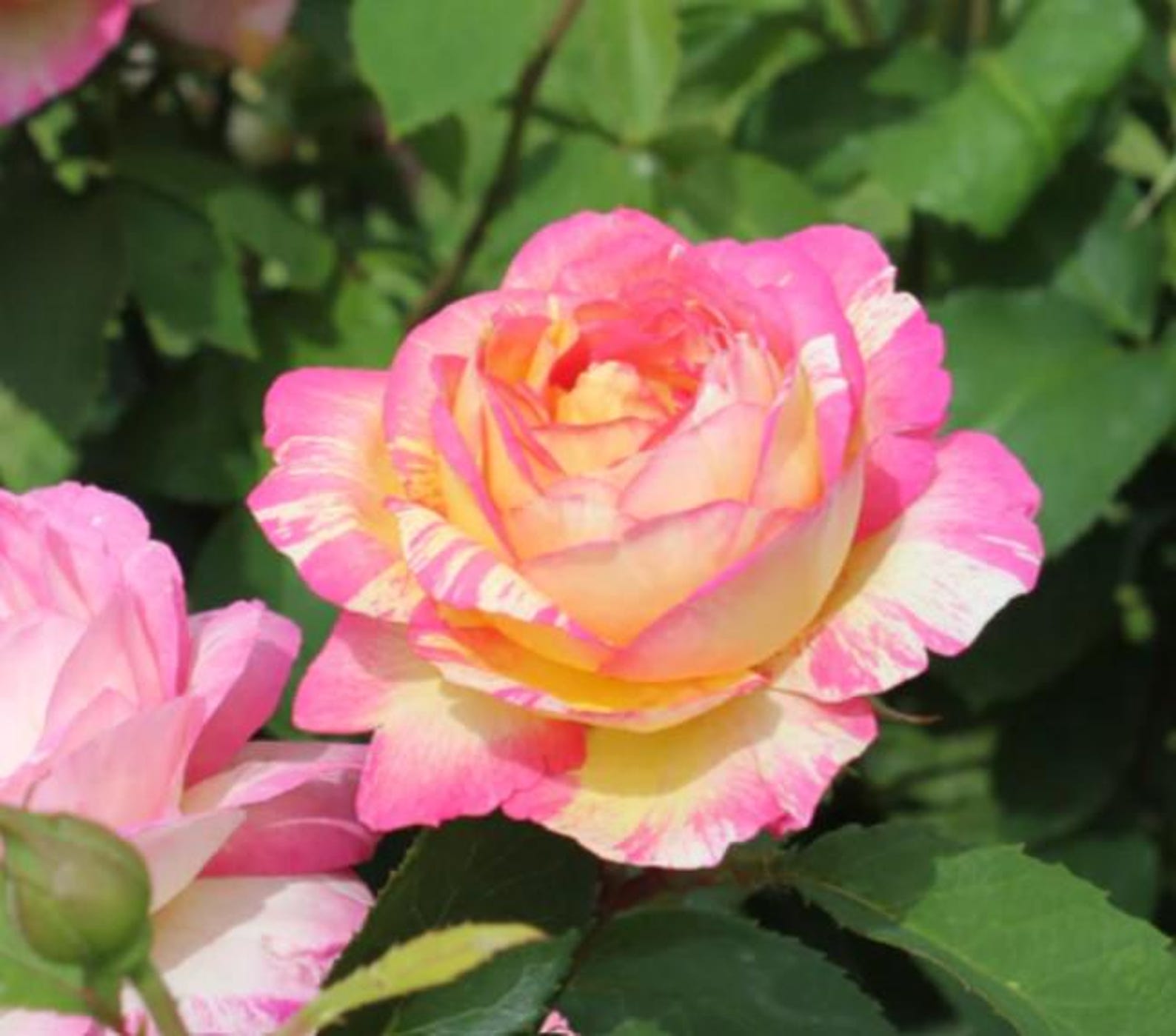 Marc Chagall Live Rose Plant | Unique Pink-cream Blooms | Rare Garden ...