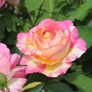 Marc Chagall Live Rose Plant | Unique Pink-cream Blooms | Rare Garden ...