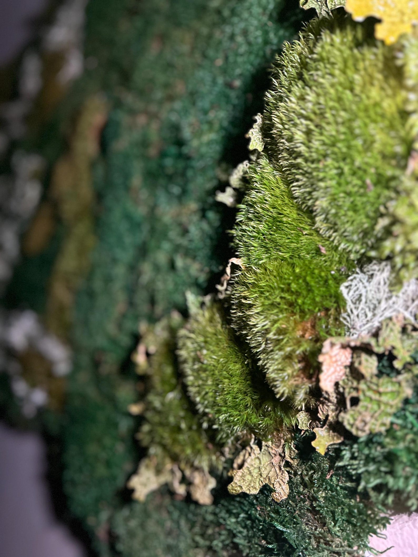 Hand Crafted Moss Art - United States Wall Map - Etsy