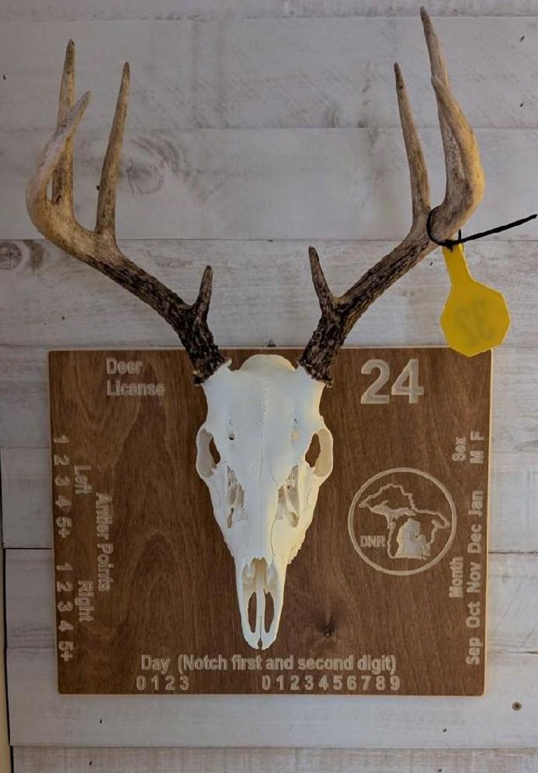 Deer License Tag European Mount Plaque - Etsy