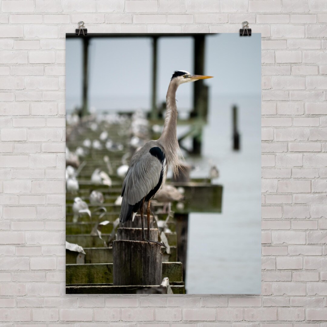 Great Blue Heron Photography Print - Coastal Bird Wall Art - Seagulls ...