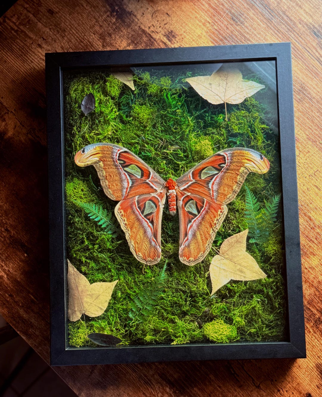 Attacus Atlas Atlas Moth Giant Moth Real Framed Butterfly Oddity Moss ...