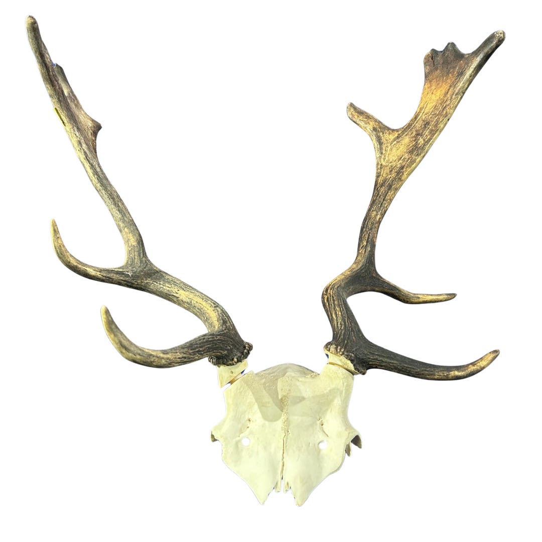 Fallow Deer Skull Real Deer Skull Antler Horn Mount Taxidermy ...
