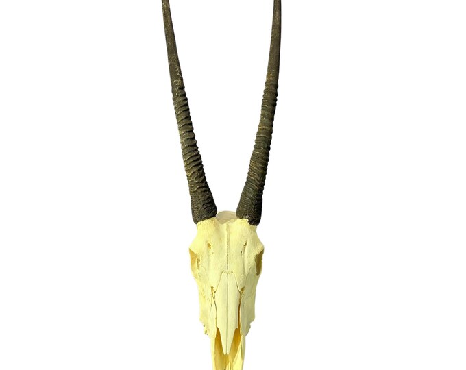 Real Oryx Skull African Wall Art Skull Taxidermy Man Gift Trophy Size ...