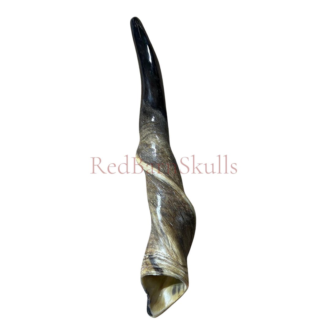 Eland Yemenite Shofar - Genuine Antelope Horn - Around 23" Long ...
