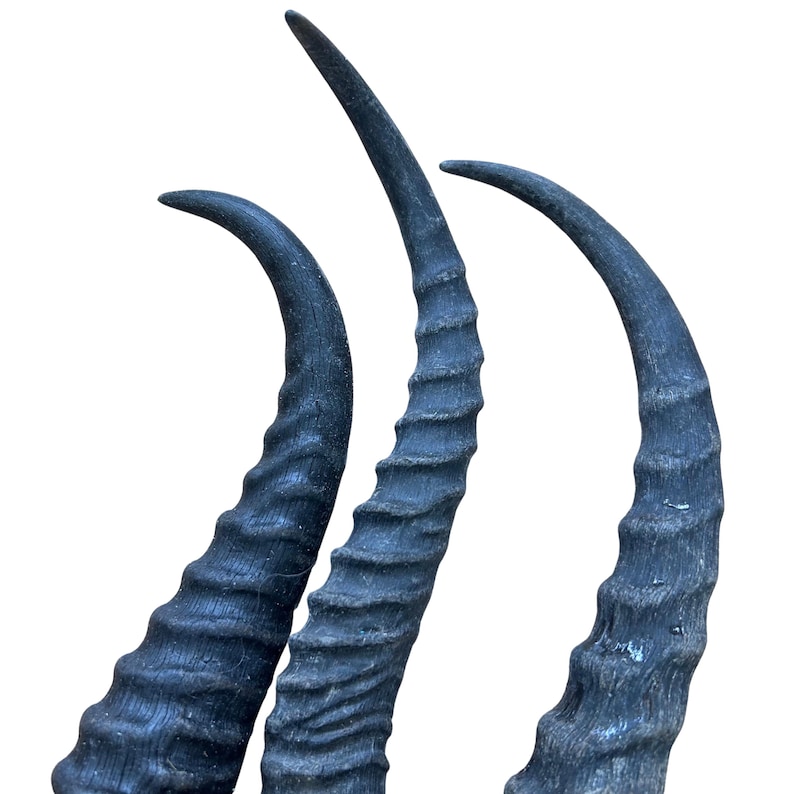 Springbok Horn - 1 Antelope Horn - Real Horn Antler Arts and Crafts ...