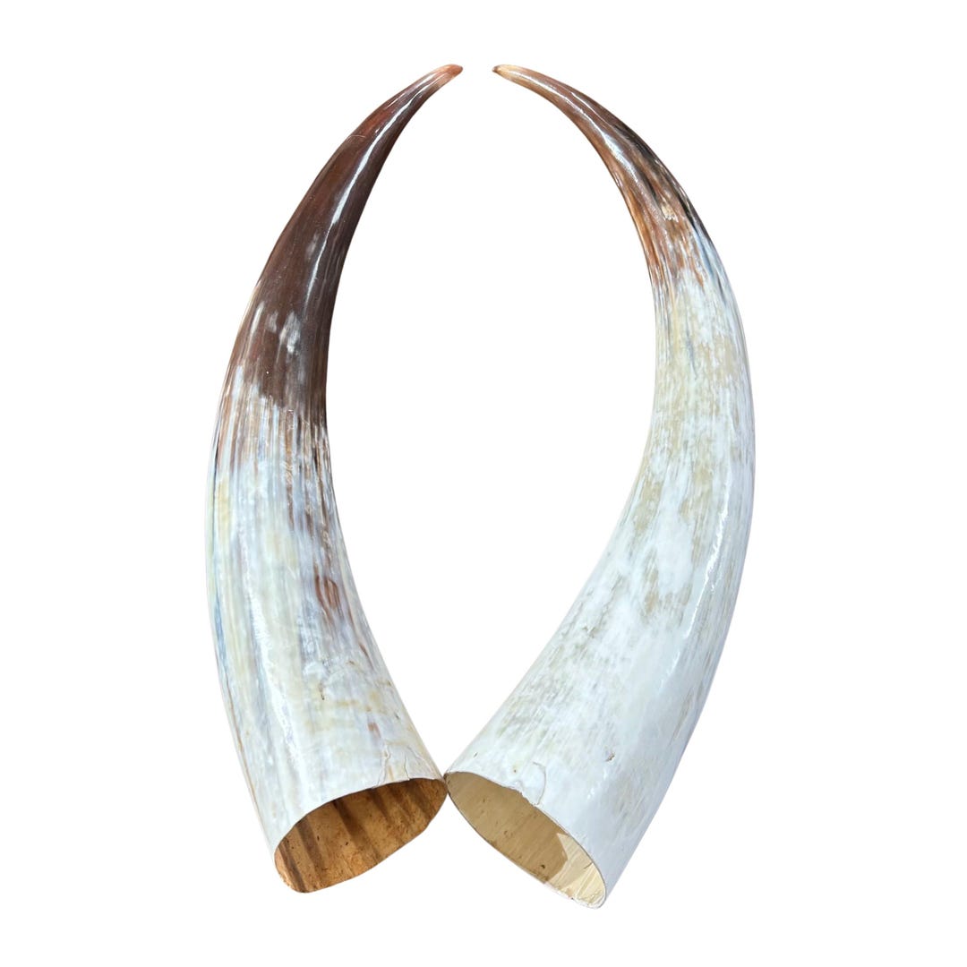 Polished Ox Horn Set (2 Horns/left and Right) - 27" Long Horns Rustic ...