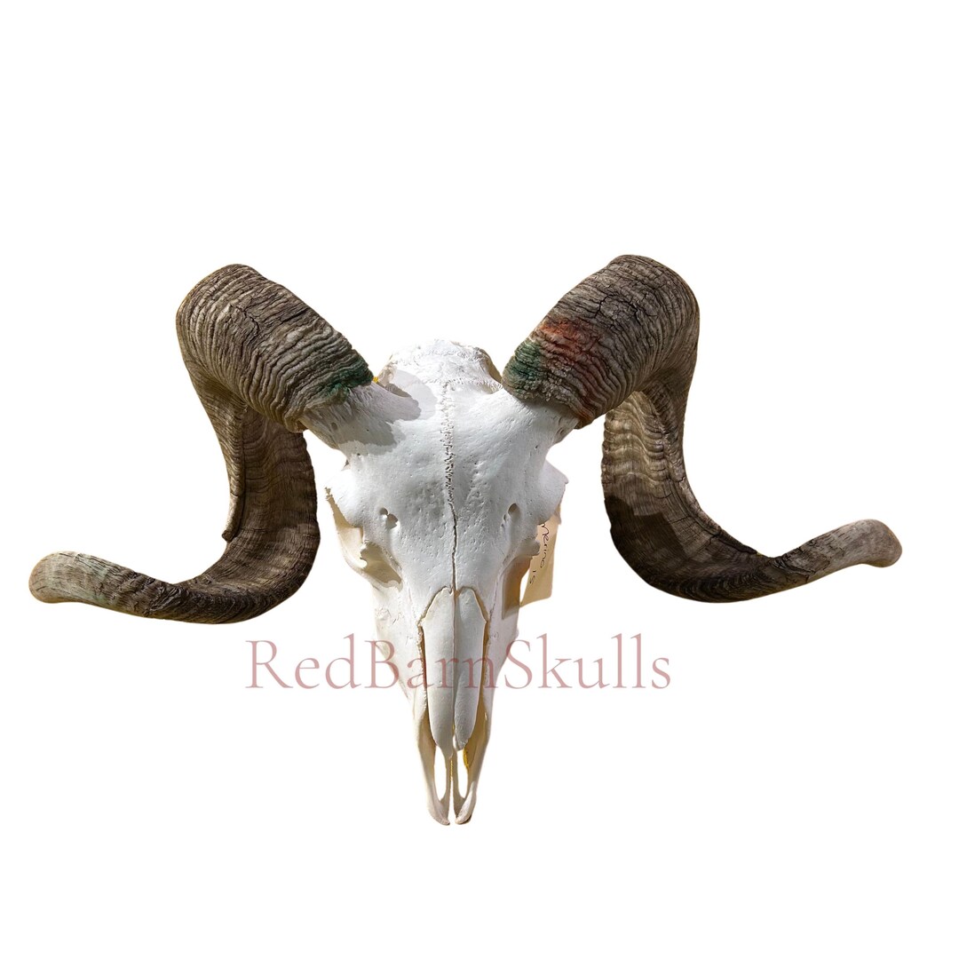 Real Ram Skull - Merino Ram Skull - Size: 22"x12x8" Sheep Skull Horns ...