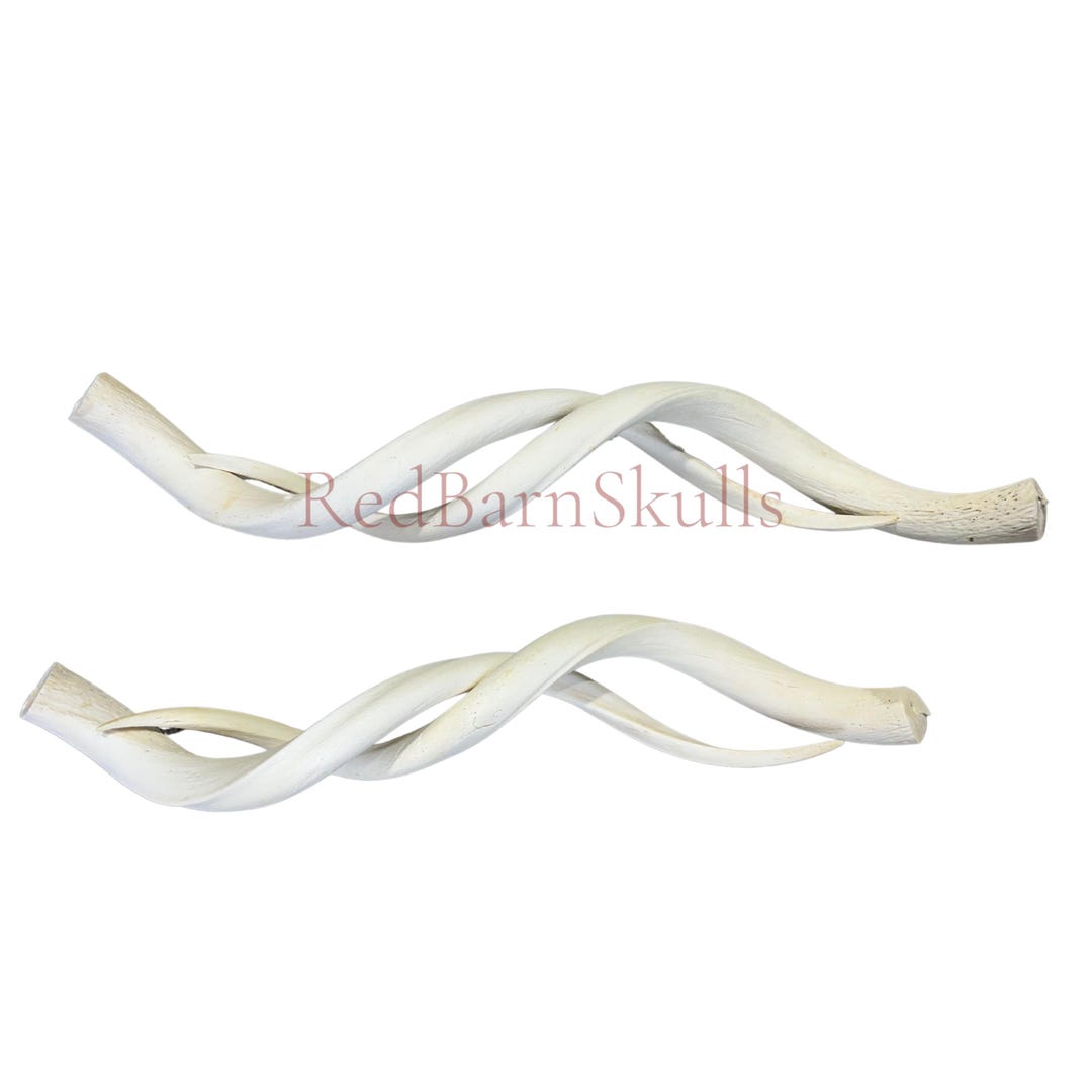 Kudu Horns - Set of 2 Genuine Kudu Antelope Inner Bone Horns - Real ...