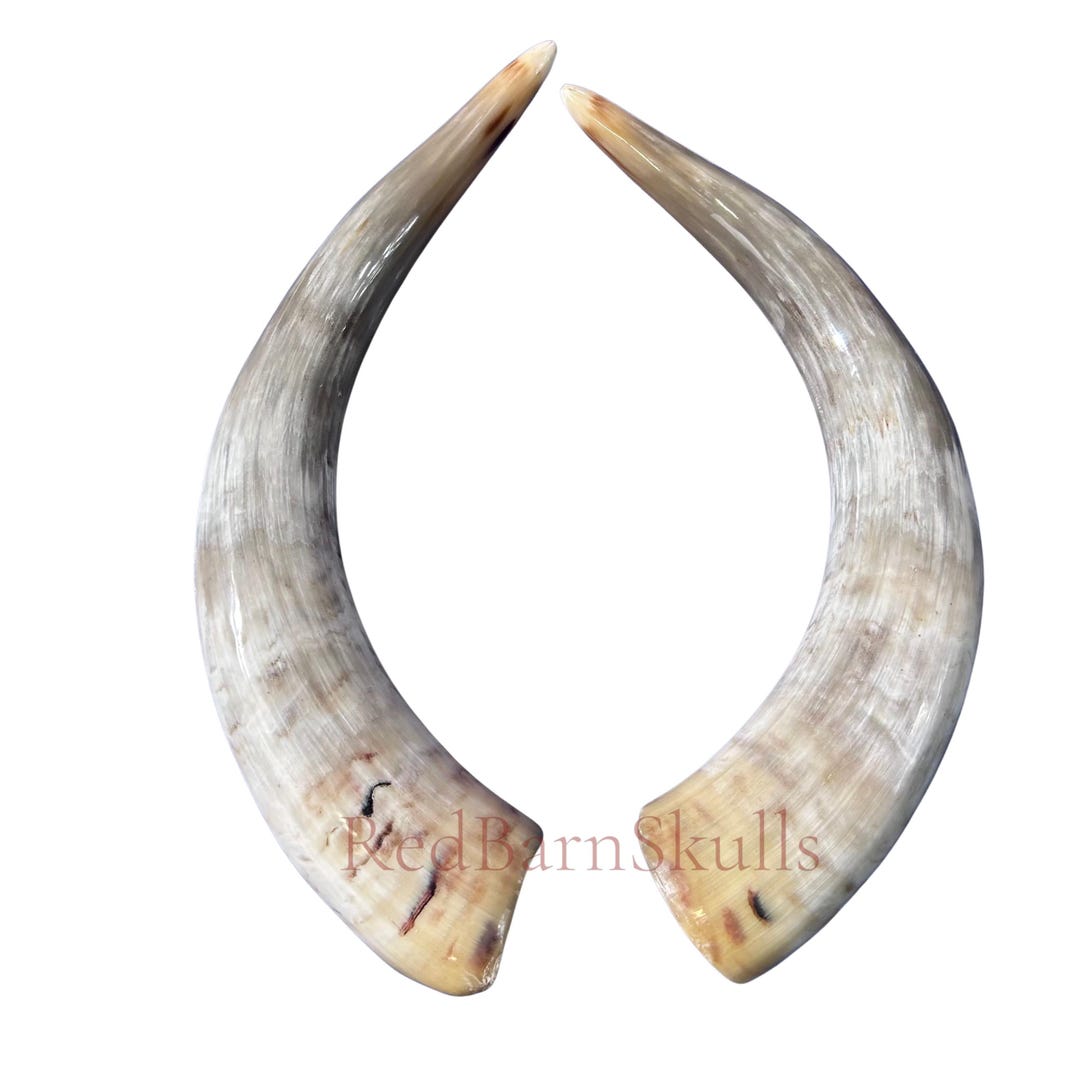 Polished Ox Horn Set (2 Horns/left and Right) - 22" Long Horns Rustic ...